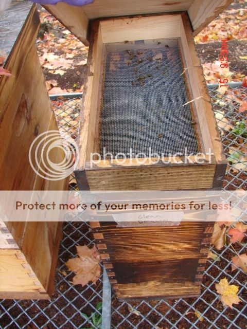 Got to take a peak in the nucs today.... | Beesource Beekeeping Forums